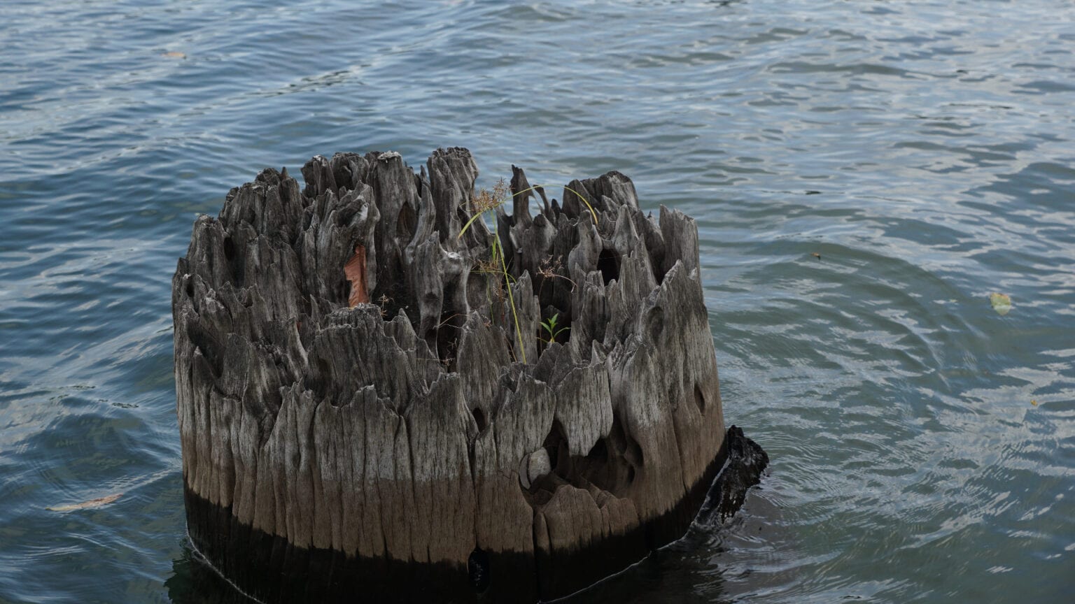 Lago Gatún - Viajeros Ocultos