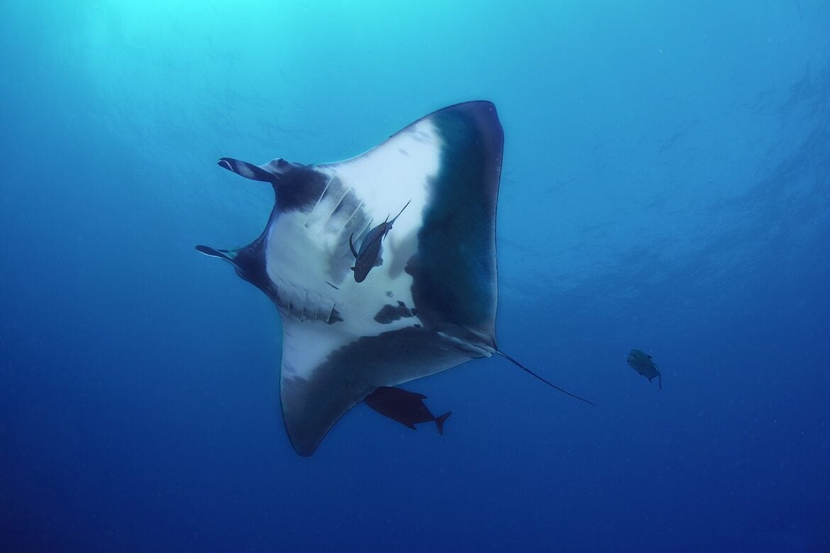 Expedición a la Isla Socorro, México - Viajeros Ocultos