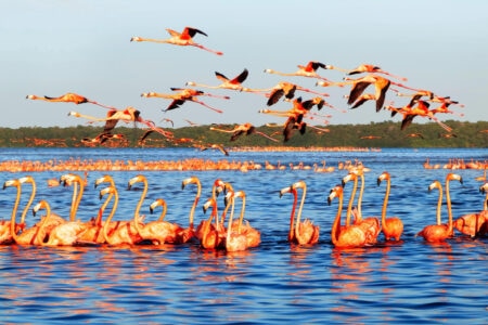 Reserva de la Biosfera de Celestún, Yucatán - Viajeros Ocultos