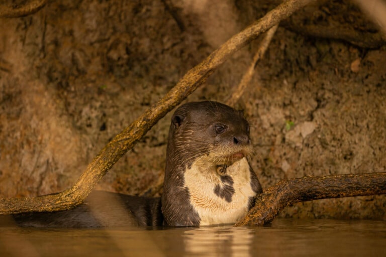 Guía de viaje por el Parque Nacional del Manu - Viajeros Ocultos