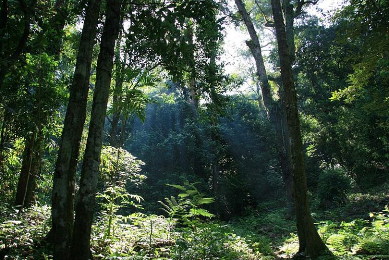 20 Mejores Parques Nacionales de Indonesia - Viajeros Ocultos