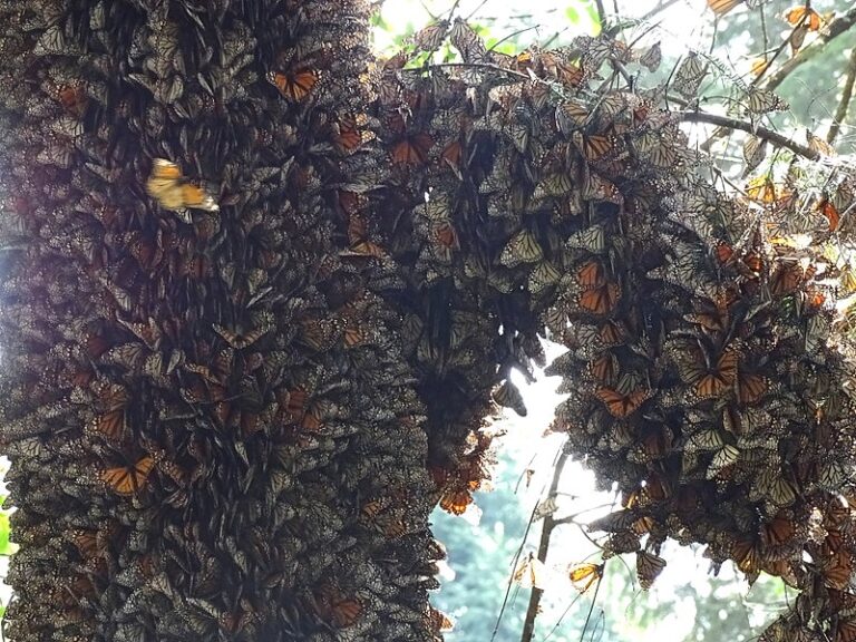 Santuarios para ver la Mariposa Monarca en México - Viajeros Ocultos