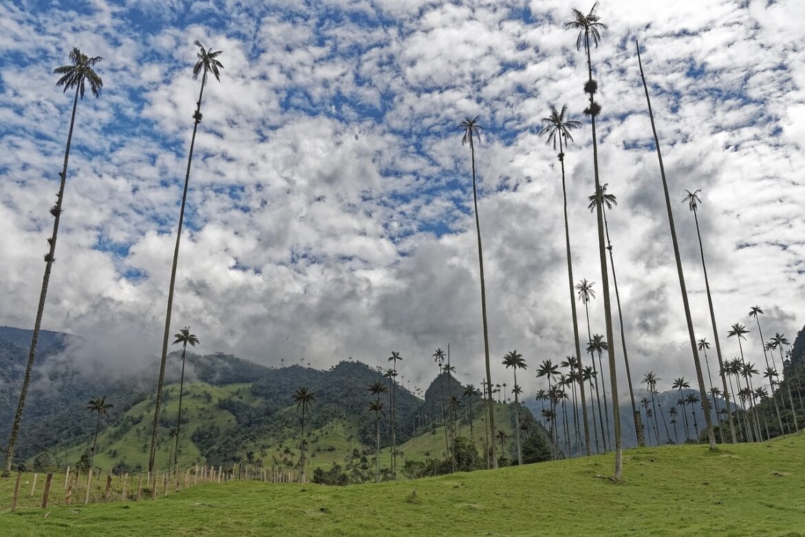 El increíble Valle de Cocora, Colombia - Viajeros Ocultos